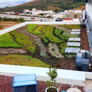 ¿Qué son las suculentas?