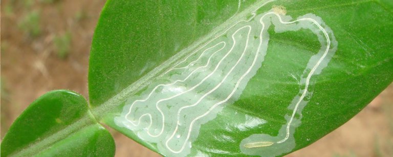 Insectos Minadores de Hojas