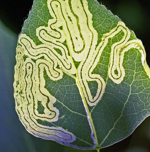 Insectos Minadores de Hojas