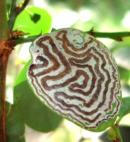 Insectos Minadores de Hojas