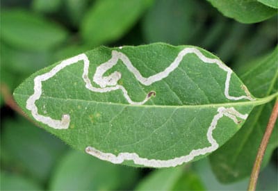 Insectos Minadores de Hojas