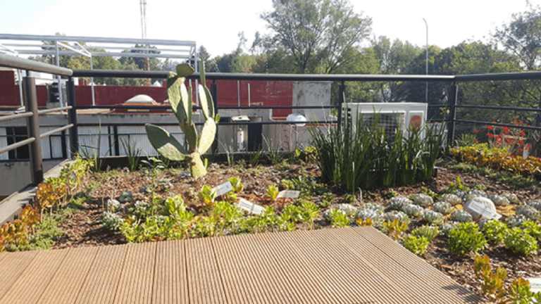 Beneficios de las azoteas verdes o azoteas ajardinadas