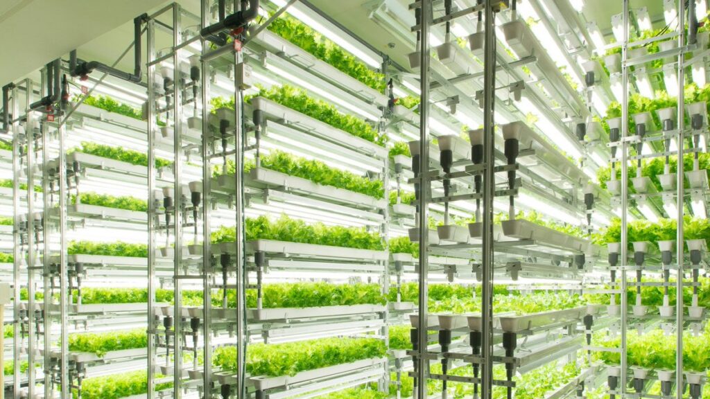 El futuro del cultivo: Granjas verticales | Generación Verde