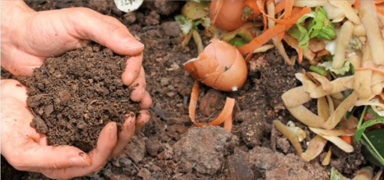 El compostaje: Una alternativa de nutrición. | Generación Verde