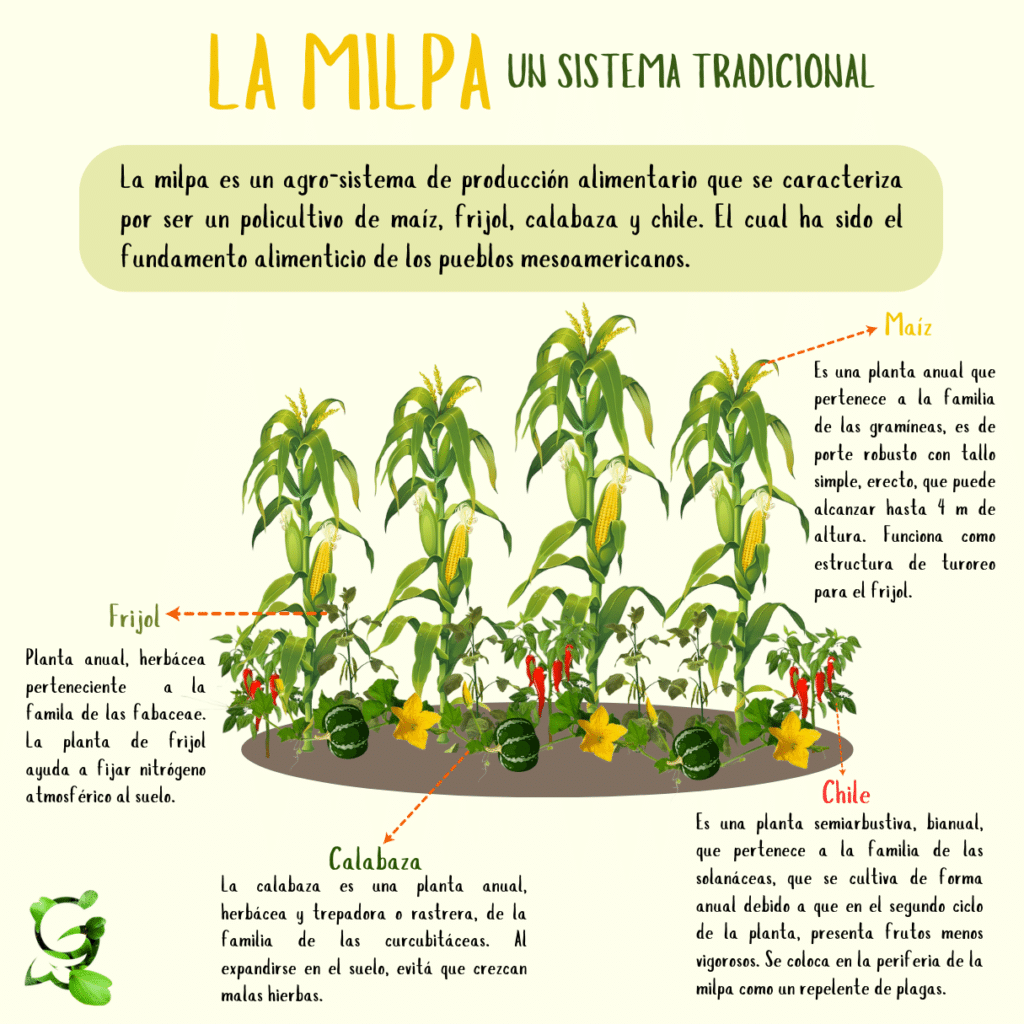 La milpa: Un cultivo de tradición